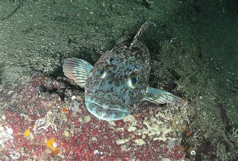 The Largest Lingcod Ever Caught In Washington Was A Coastal Colossus