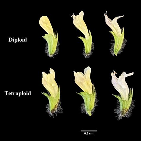 Comparison Of Floral Characteristics Between Mother Diploid And Induced Download Scientific