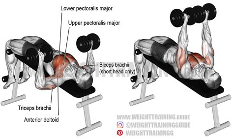 Decline Dumbbell Bench Press Exercise Instructions And Video