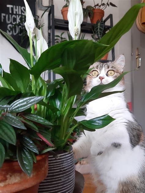 37 Best Umaryfox Images On Pholder Portugal Houseplants And