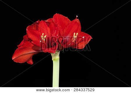 Red Amaryllis Flower Image Photo Free Trial Bigstock