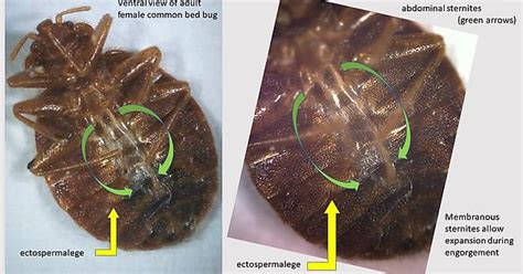 Ventral View Of Female Bed Bug Album On Imgur