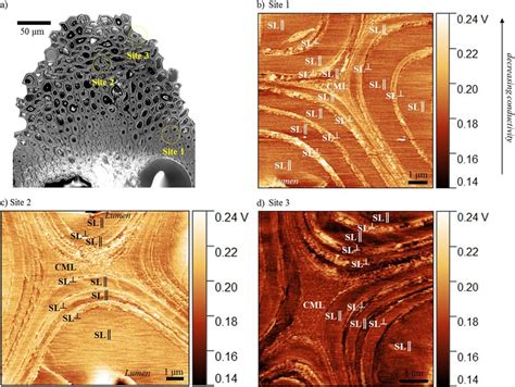 Scanning Thermal Micrographs Depicting Axial Thermal Conductivity