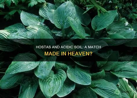 Hostas And Acidic Soil A Match Made In Heaven Shuncy