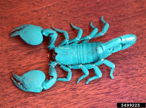 Emperor Scorpion Size