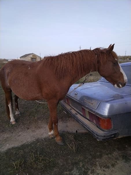 Продам телку 3 месяца 17000тыс Продам телку 1 5 месяца 12000 Продам лошадь жерёбая ВКонтакте