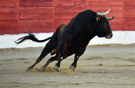 Morning Links Ernest Hemingways Bullfighting Letter Edition Artnews