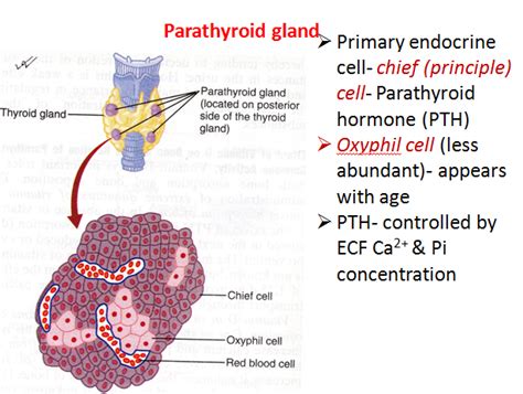 Parathyroid And Calcitonin Hormones Secretion Functions And Facts Medical Basic