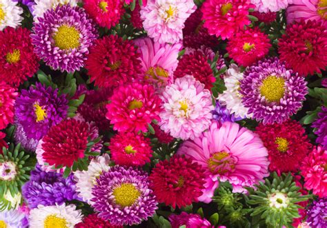 Aster Matsumoto: Troubleshooting - FloraLife
