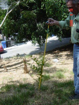 Ailanthus Altissima Removal Control Killer Weed Twister VS Tree Of Heaven Tree Weed Twister
