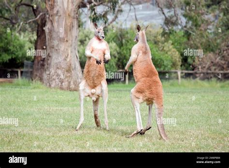 The Two Male Kangaroos Are Fighting Over Who Will End Up Mating With