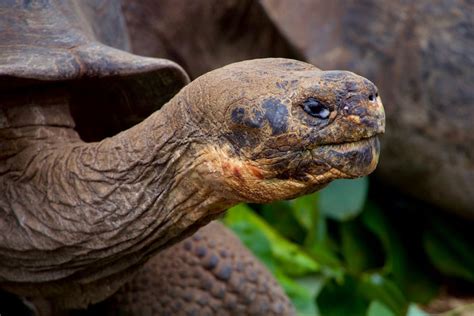 Galapagos Islands Travel Tips Everything You Need To Know Ordinary