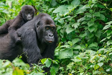 Congo Latest News Breaking Stories And Comment The Independent