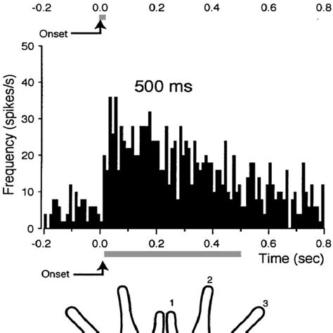 Response From A Single Neuron With A Sustained Response To Skin