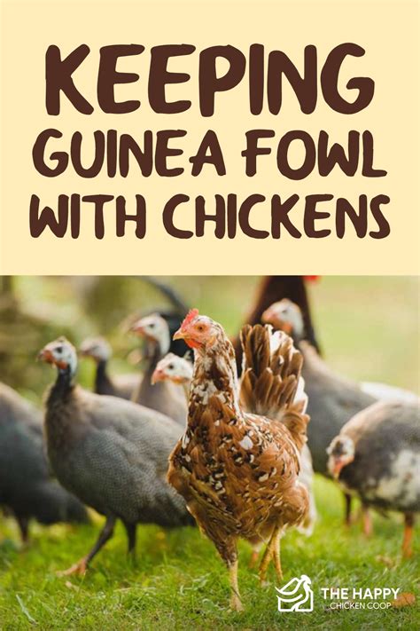 Keeping Guinea Fowl With Chickens 9 Things You Must Know