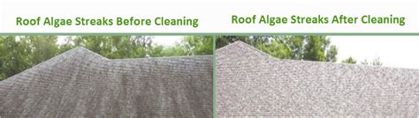 Best Ways To Prevent Roof Stains From Algae And Moss David Hazen