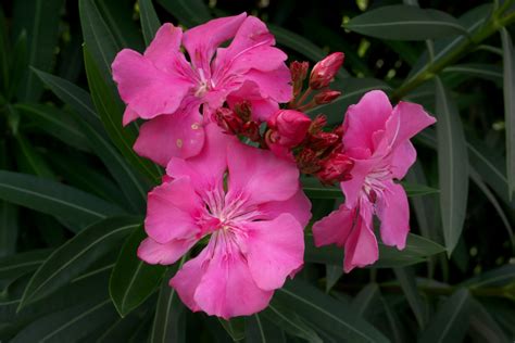 夾竹桃 By Hiyama1965 （id：9052591） 写真共有サイトphotohito