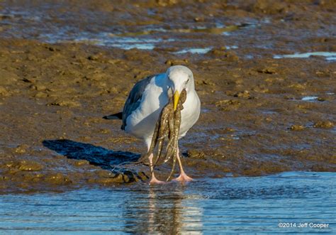 Neovista Birds And Wildlife Down Goes The Octopus Western Gull Predation