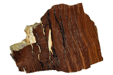 2 2 Polished Cretaceous Stromatolite Fossil Western Australia