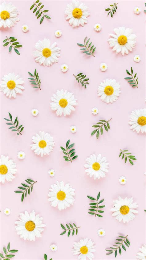 Pink Daisy Iphone Wallpaper