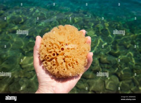 Woman Hand Holding And Showing Natural Organic Sea Sponge Bath Sponge