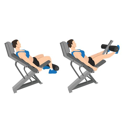 Woman Doing Seated Machine Leg Extensions Exercise 24792939 Vector Art