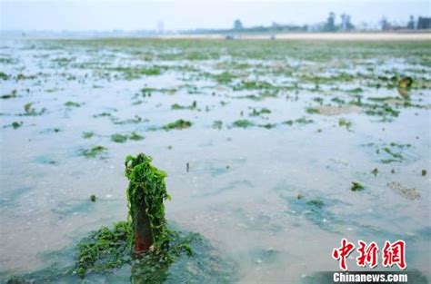 广西北海多处海滩遭海藻季节性侵袭 中国发展门户网国家发展门户