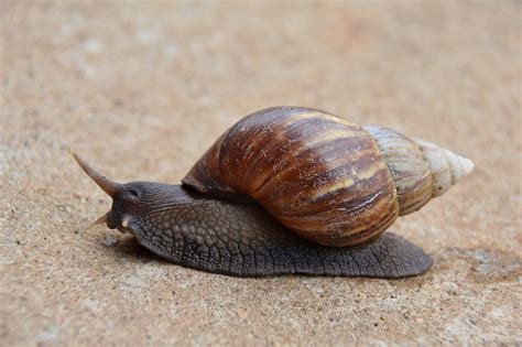 Etana Nilviäinen Ilmainen valokuva Pixabayssa Pixabay