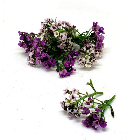 Allysum Flores Comestibles Huerta De Las Delicias