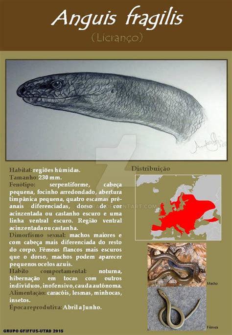 Anguis Fragilis By Secrag On Deviantart