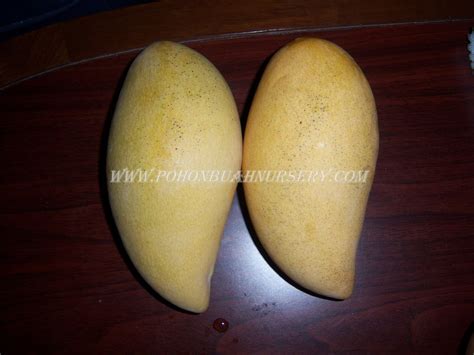 Pbn Mangga Nam Dok Mai Golden Ak Sithong
