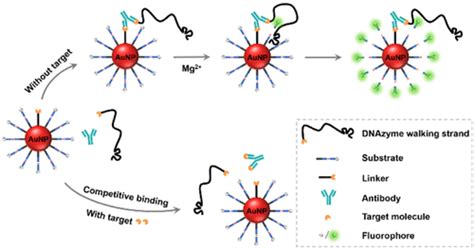 Antibody Bridged Dnazyme Walker For Sensitive Detection Of Small Molecules Analytical Chemistry