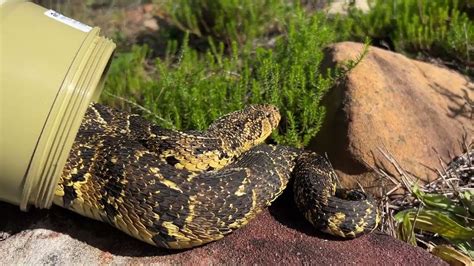 MATING PUFF ADDERS IN GARDEN YouTube