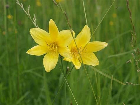 The Dwarf Daylily Hemerocallis Minor Stock Image Image Of Head
