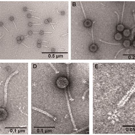 Restriction Digestion Patterns Of Phage Arv2 Genomic Dna Lanes 1