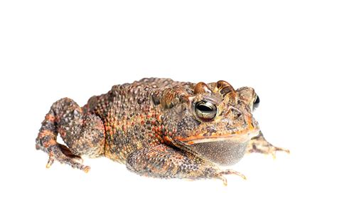 Southern Toad Everglades National Park Florida Florida Landscape
