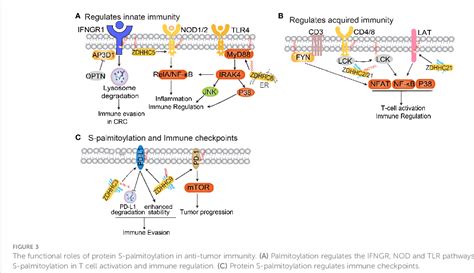 Figure 3 From Protein S Palmitoylation Modification Implications In Tumor And Tumor Immune
