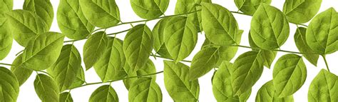 Vector Leaf Pan Kurt Johnson Photography