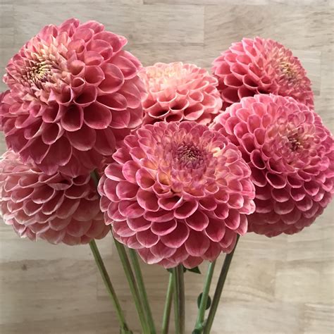 Snoho Doris — Mountain Roots Produce