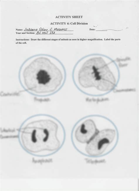 Solution Mitosis Studypool