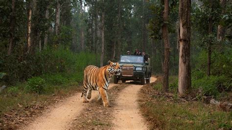 Tiger Safari In India For Solo Travelers Tiger Safari India Blog