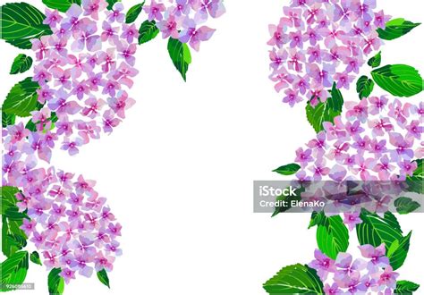 정원 핑크 수 국 꽃입니다 식물 그림에 스타일 그린 라일락 꽃 격리입니다 화장품 향수 제품에 대 한 벡터 꽃 디자인 섬유 인쇄 결혼식 생일 카드 개화기에 대한 스톡 벡터