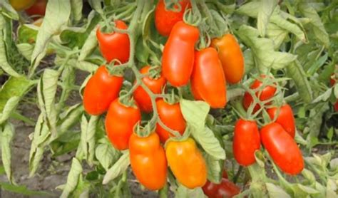 Томат «Гулливер F1 фото описание сорта и характеристика