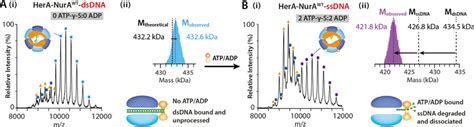 Native Ms Determines The Mixed Nucleotide Binding Effect On The