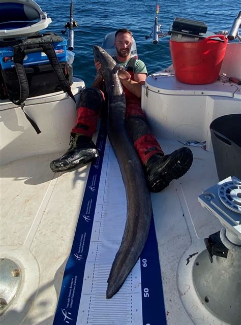 Conger Eel