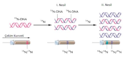 Dna Nedir Dna Sentezi Nasıl Oluşur Son Dakika Eğitim Haberleri