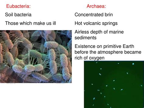 Ppt Essential Cell Biology Powerpoint Presentation Free Download Id 2942874