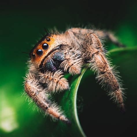 Regal Jumping Spider Phidippus Regius Bug Pets LTD