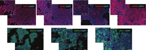 Icc For Pluripotency Associated Markers In Nwr Ipscs Nuclear Or