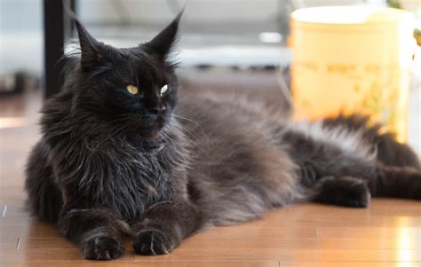 A Guide To Full Grown Black Smoke Maine Coons